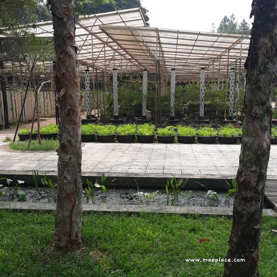 Kuntum Farmfield, Pengalaman Farming seperti di Harvest Moon - MAEPlace