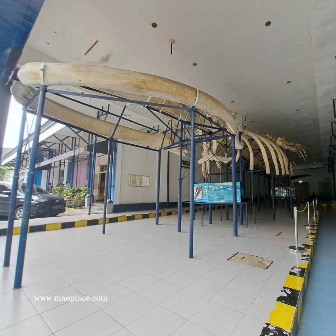 Museum Zoologi Bogor, Tempat Belajar Fauna Indonesia - MAEPlace